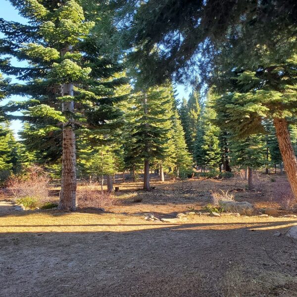 Brush Clearing Mastication Truckee CA - Jeremiahs Tree Service