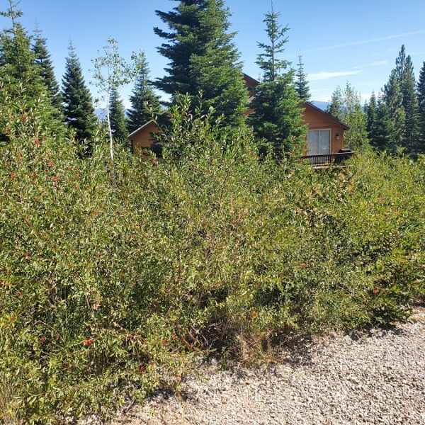 Brush Clearing Mastication Truckee CA - Jeremiahs Tree Service