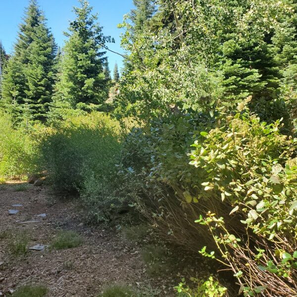 Brush Clearing Mastication Truckee CA - Jeremiahs Tree Service