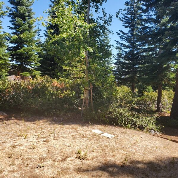 Brush Clearing Mastication Truckee CA - Jeremiahs Tree Service